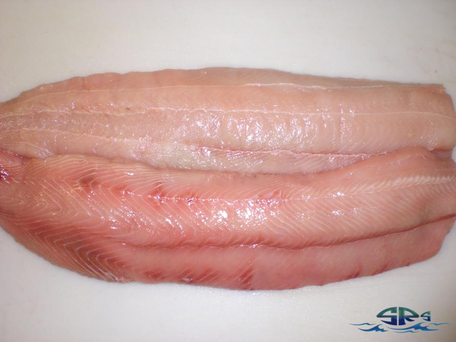 Shark - Black Tip - Sam Rust Seafood