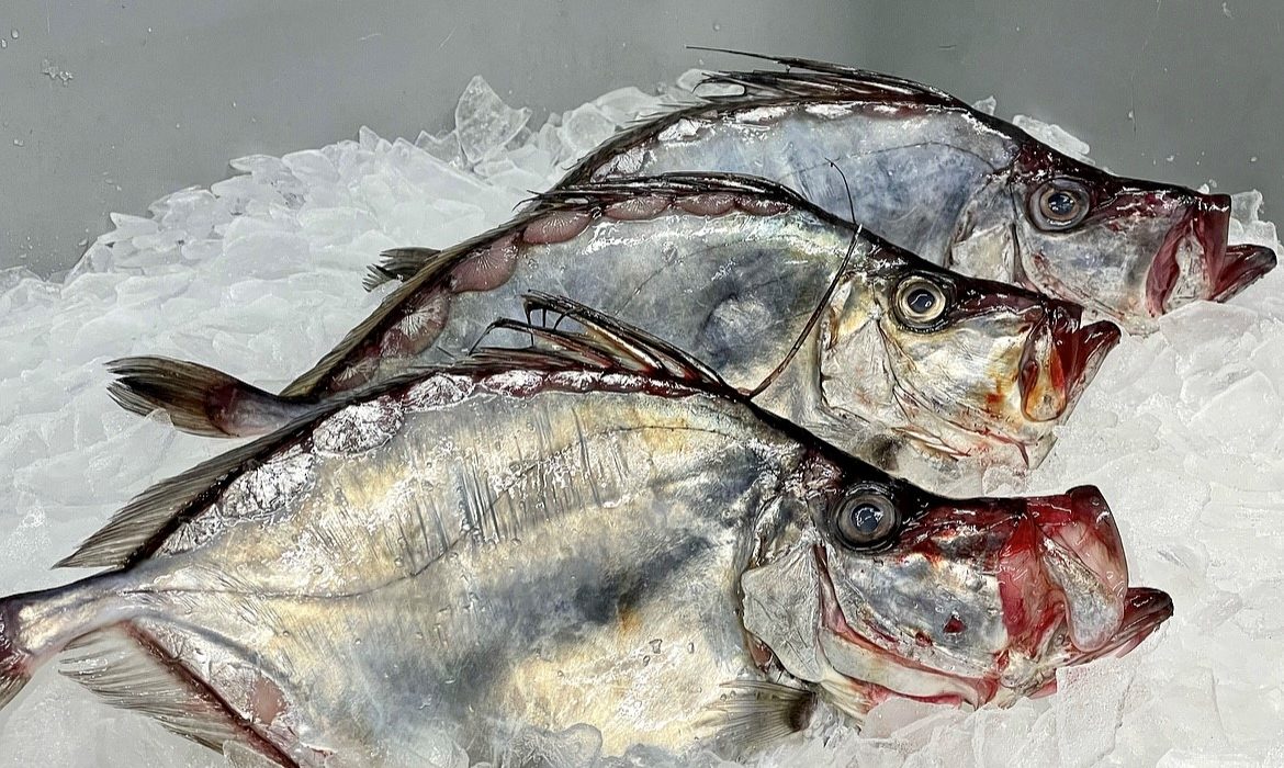 John Dory - Sam Rust Seafood