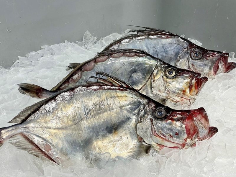 John Dory - Sam Rust Seafood