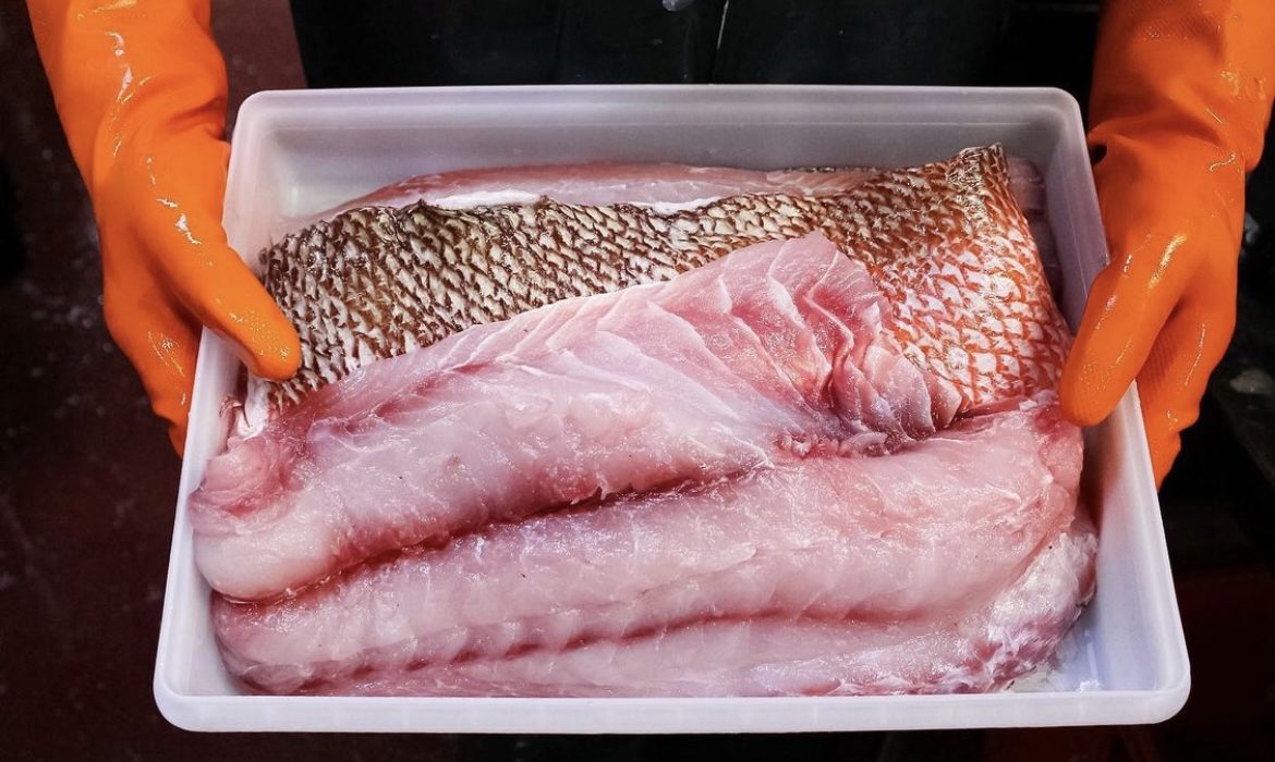 Snapper - Silky - Sam Rust Seafood