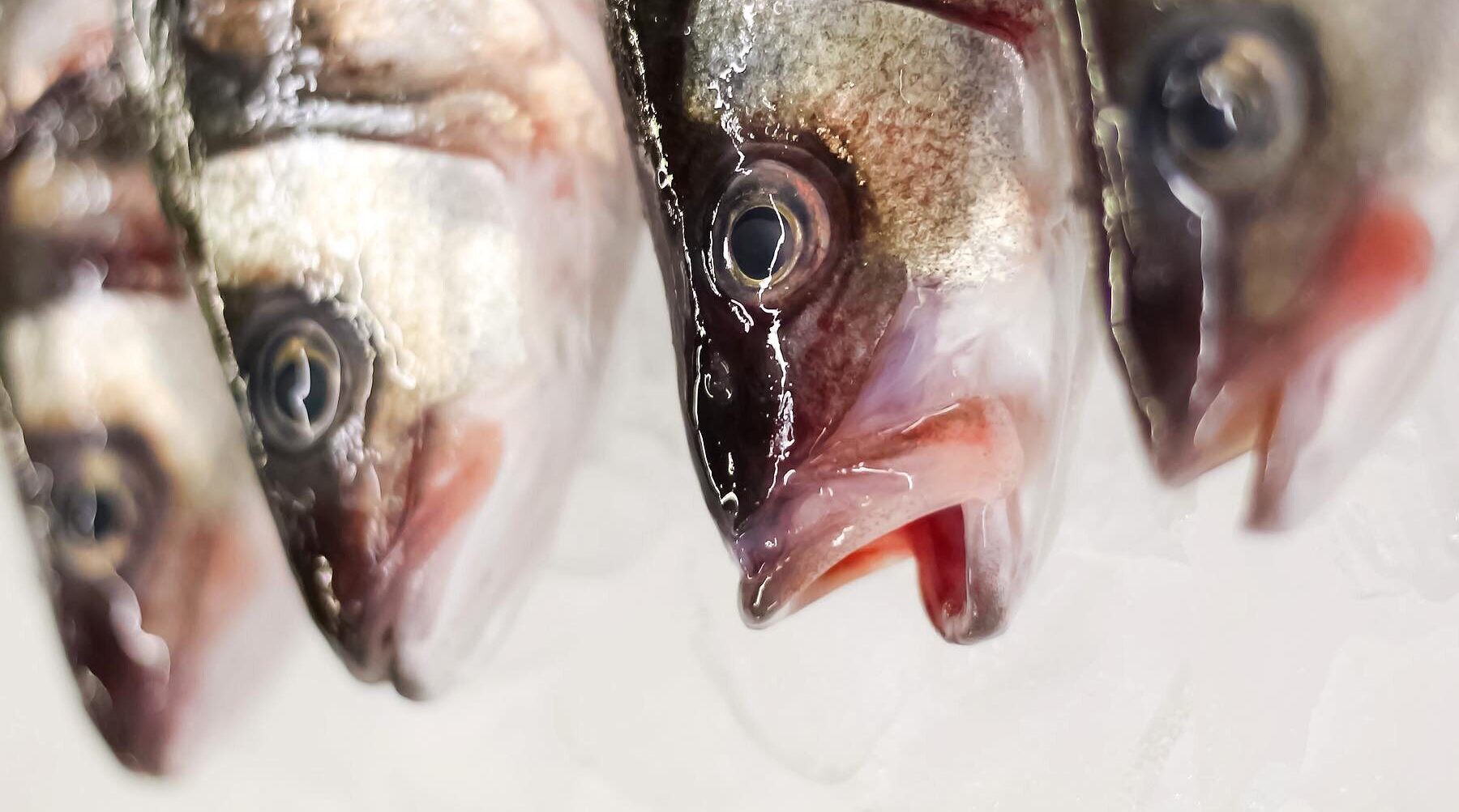 Contact Us - Sam Rust Seafood